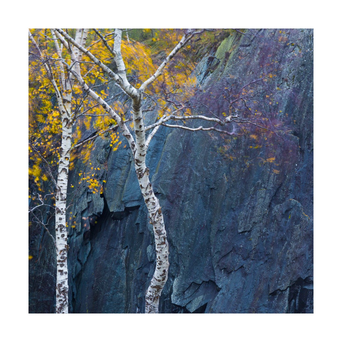 Silver Birch Trees contrasting perfectly against an old slate quarry.