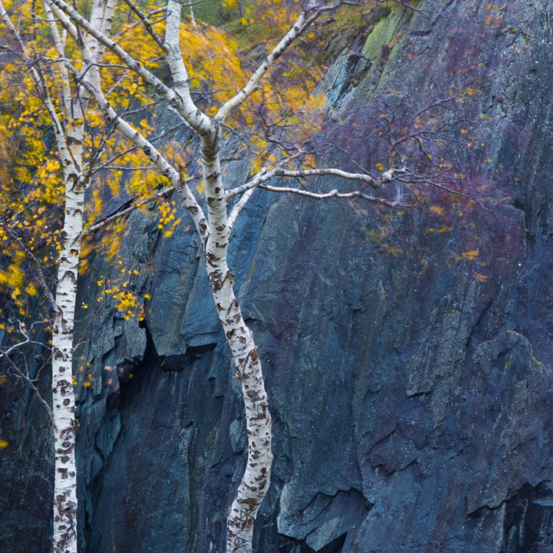 Silver Birch Trees contrasting perfectly against an old slate quarry.