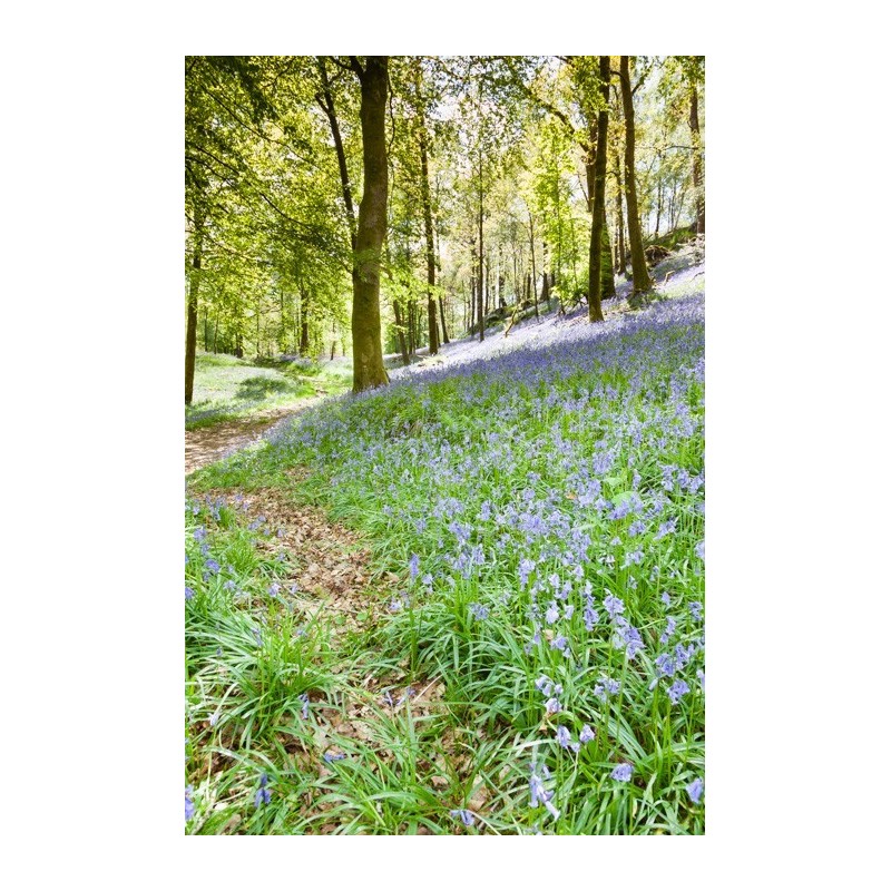 Bluebell Path | Path through the Bluebell Woods in the Lake District