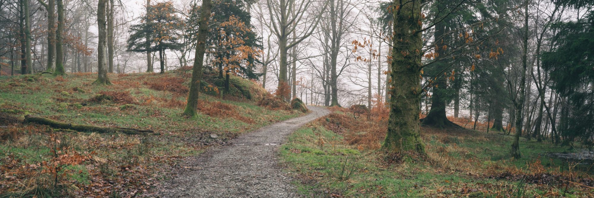 Wet Woodland makes a perfect Landscape Photography shoot