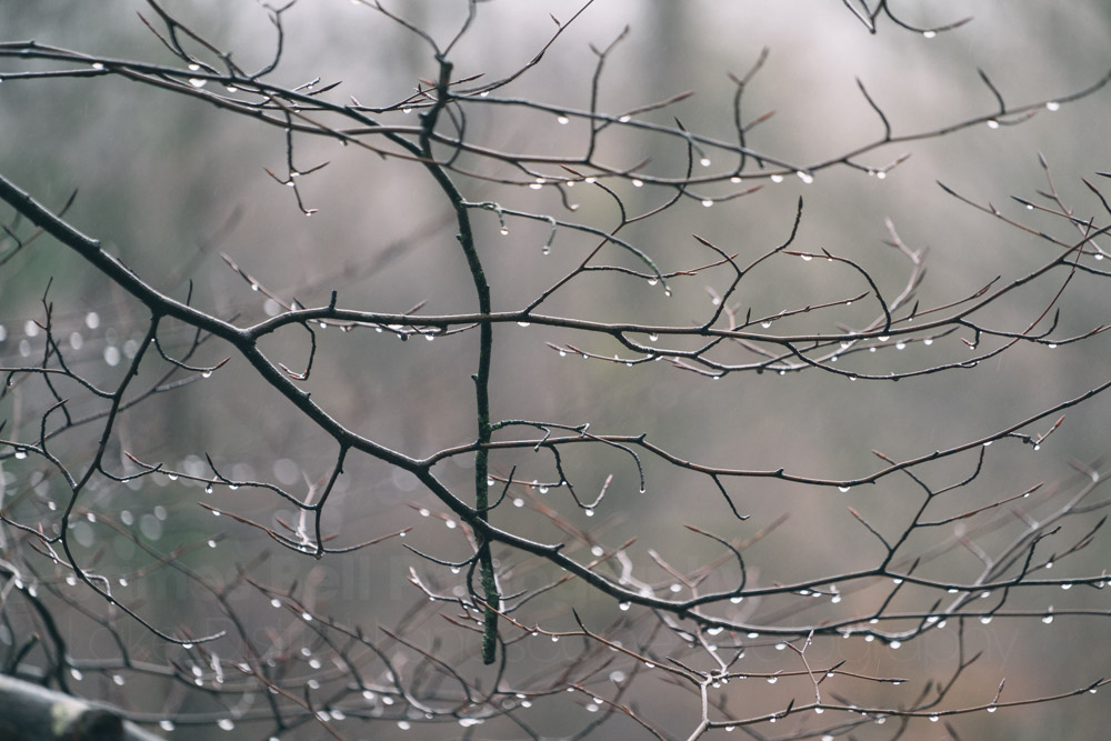 Wet Woodland makes a perfect Landscape Photography shoot