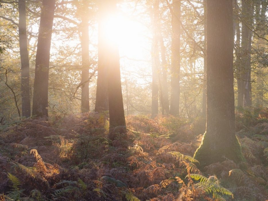 Lake District Woodland Photography | Landscape Photography Blog